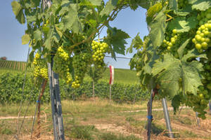 Fremdenverkehrsgemeinde Bodenheim: Tourismus